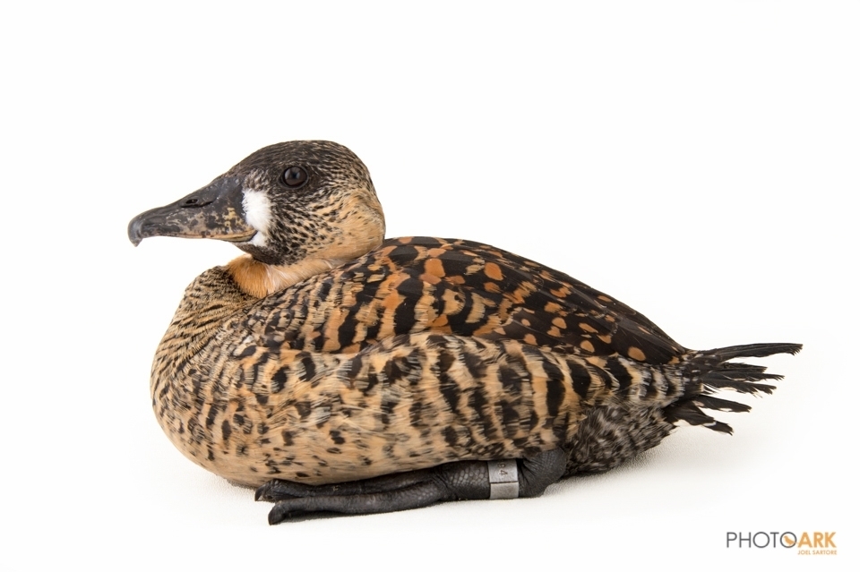 Multinational Aviary – Sylvan Heights Bird Park