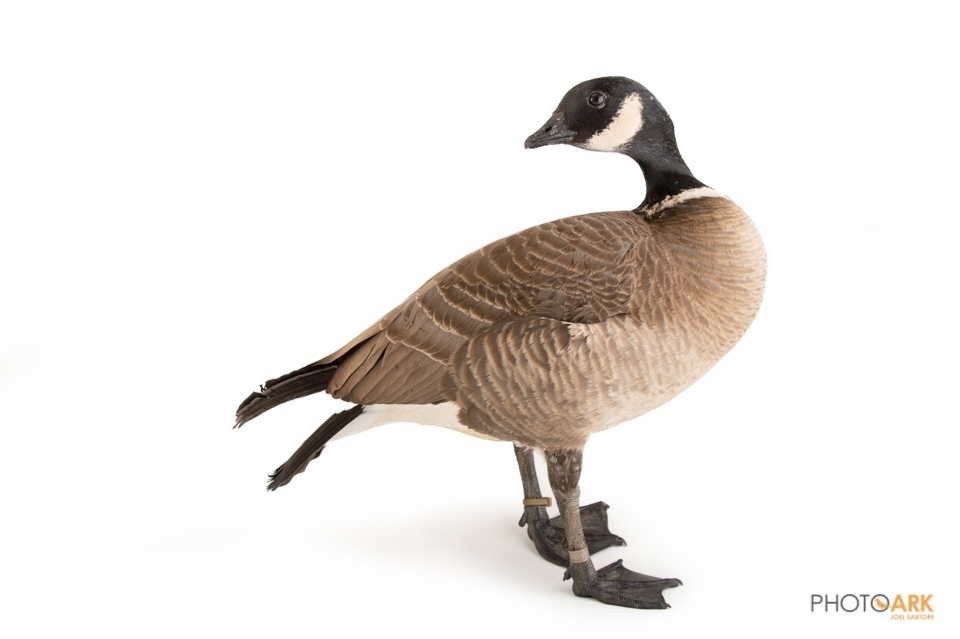 North America – Sylvan Heights Bird Park