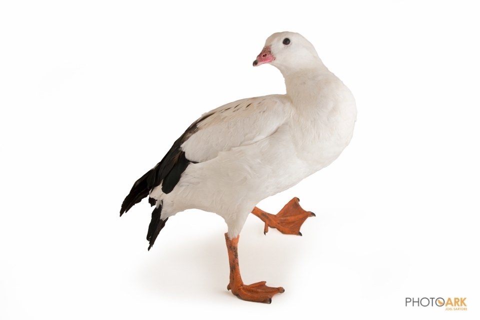 South America – Sylvan Heights Bird Park