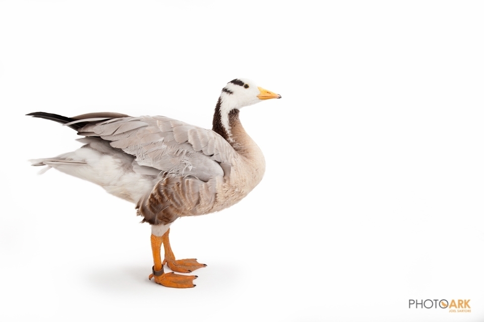 Eurasia – Sylvan Heights Bird Park