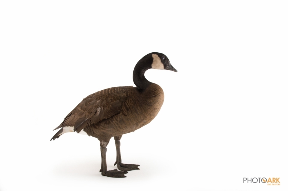 North America – Sylvan Heights Bird Park