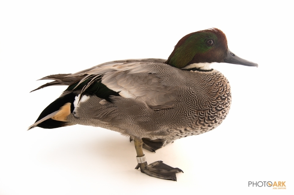 Multinational Aviary – Sylvan Heights Bird Park