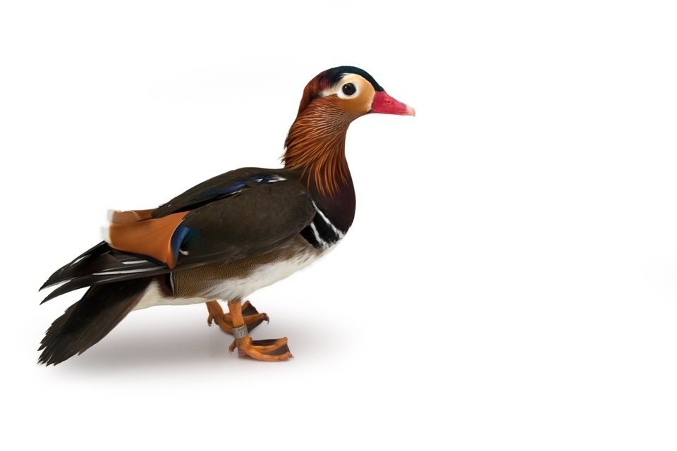 Multinational Aviary – Sylvan Heights Bird Park