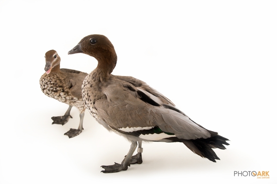 Australia – Sylvan Heights Bird Park